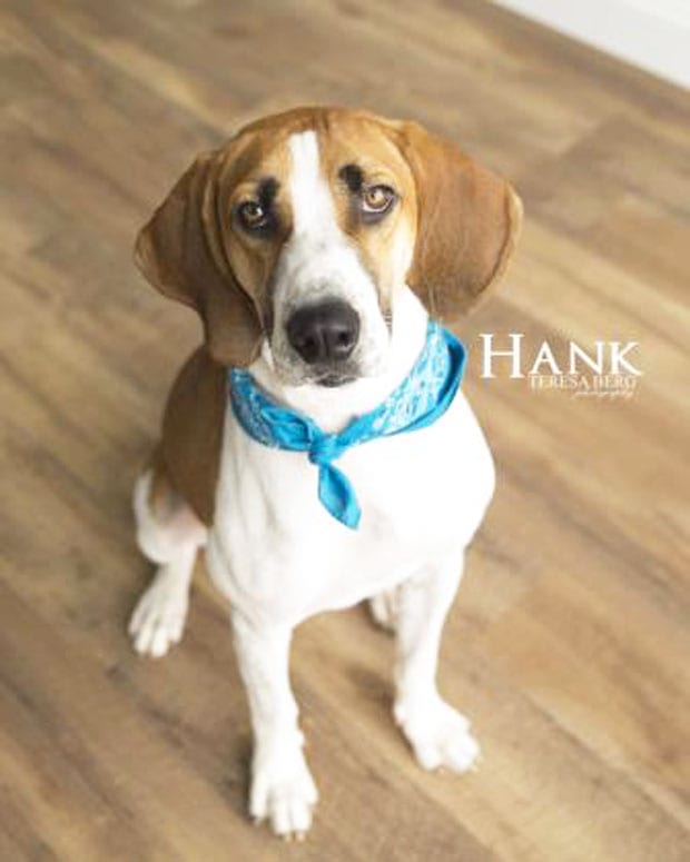 Pet of the week • 12-25-15 - Dallas Voice