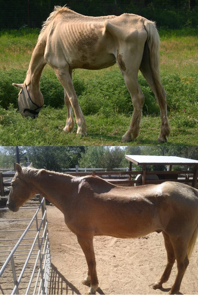 Honky Tonk for Horses at The Mule Barn in Justin - Dallas Voice