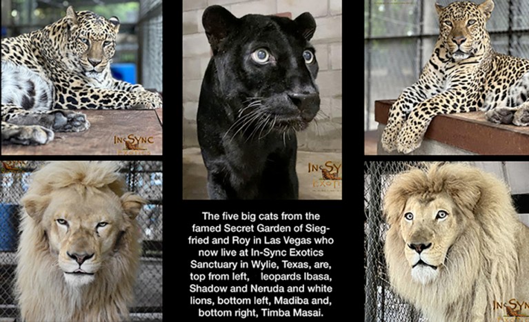 In-Sync Exotics new home to Siegfried and Roy white lions, leopards - Dallas Voice