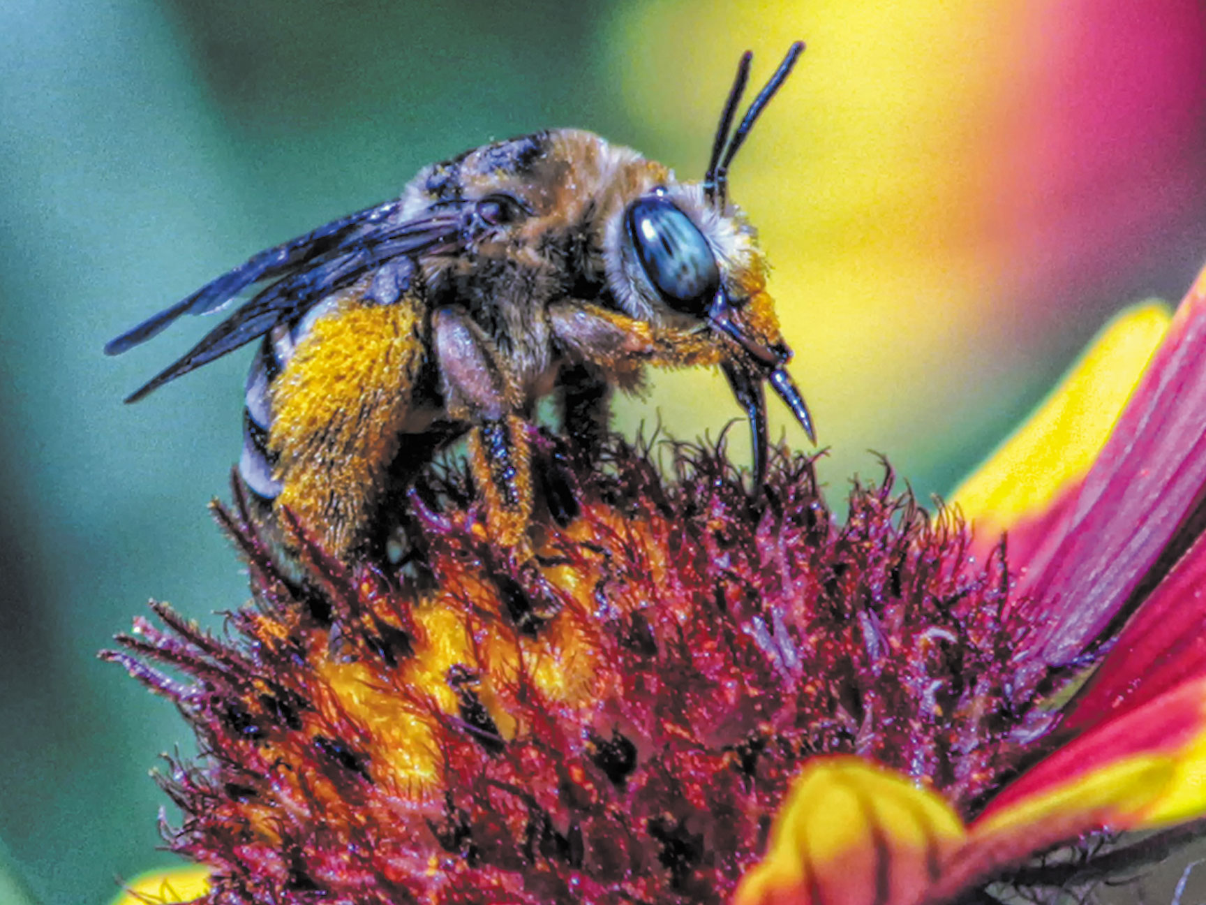 Help the bees: create your Texas pollinator garden - Dallas Voice